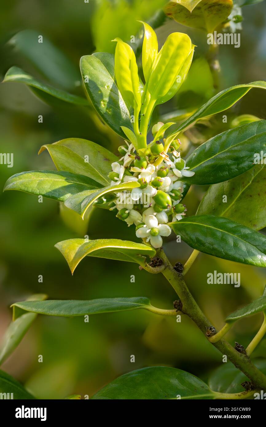 Detail of the flower with fruit set and leaves of the European holly ...