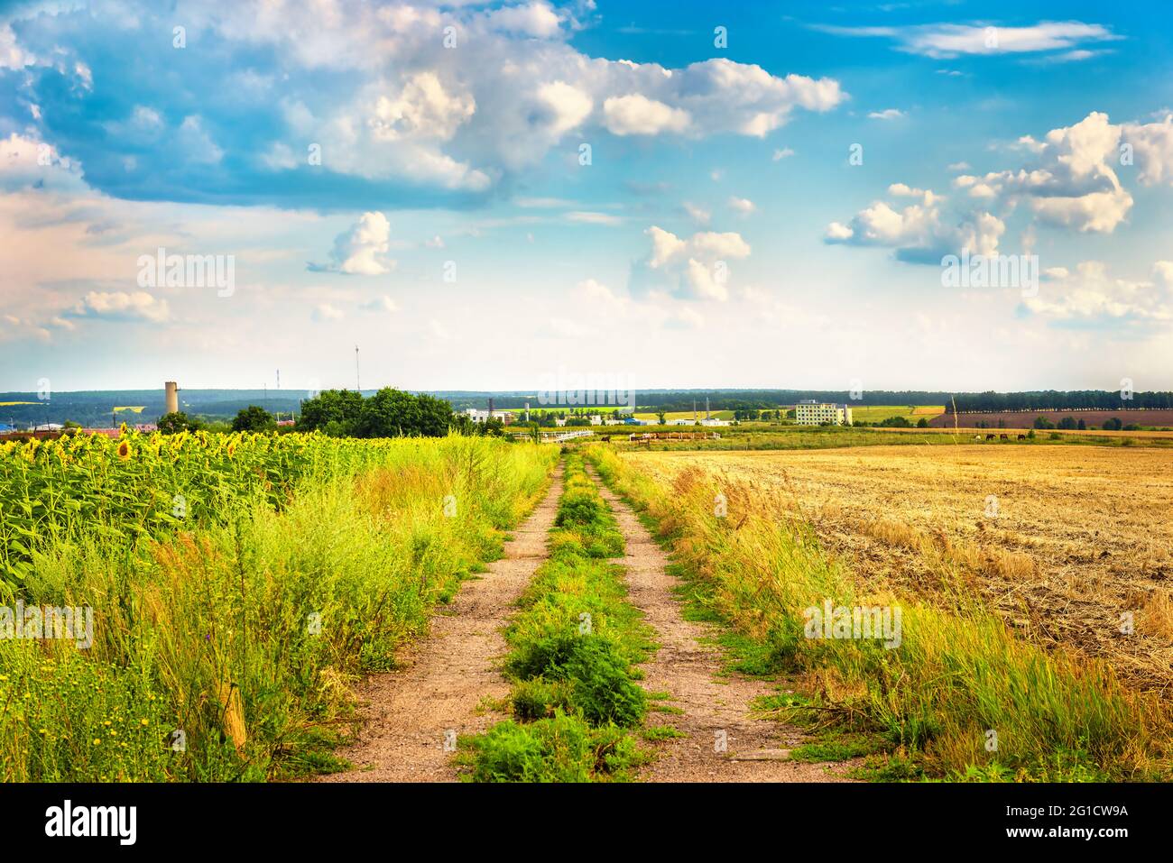 Dirt road through wheat field hi-res stock photography and images - Alamy