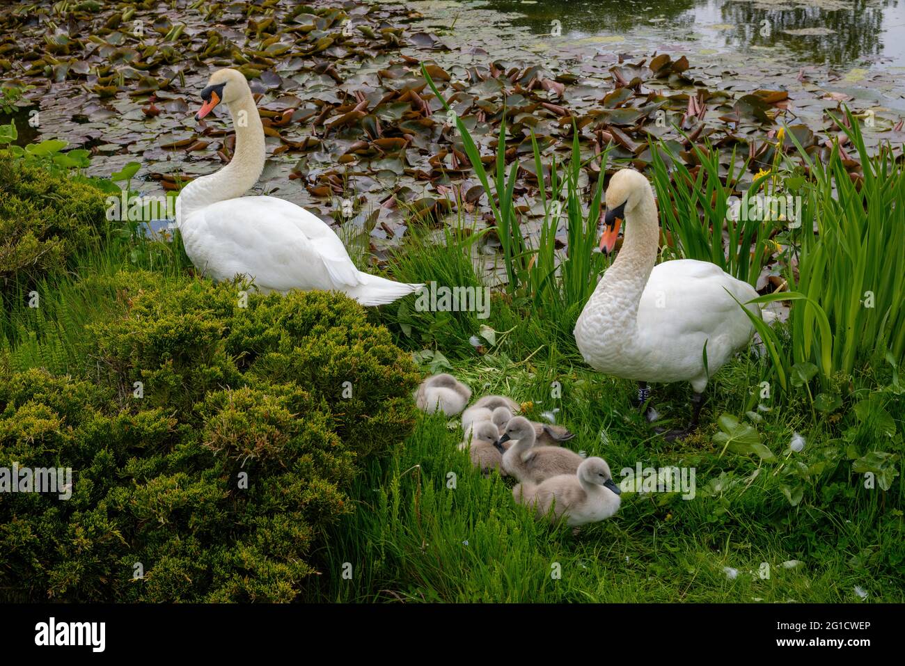 Swans and family of signets at their nest on the banks of a tree-lined ...
