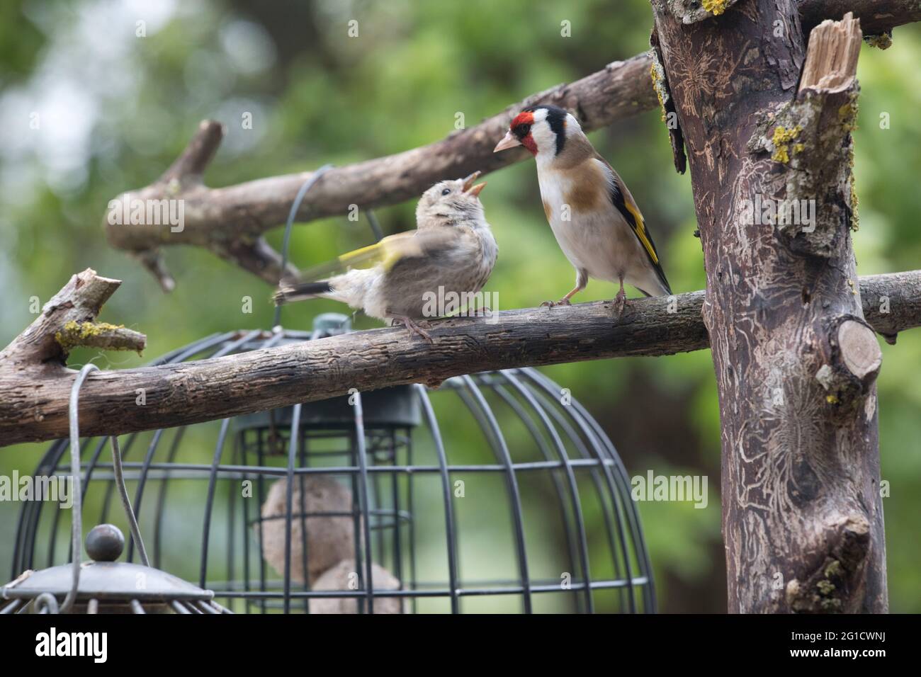Female Goldfinch Carduelis Carduelis Feeding Baby On Natural Bird