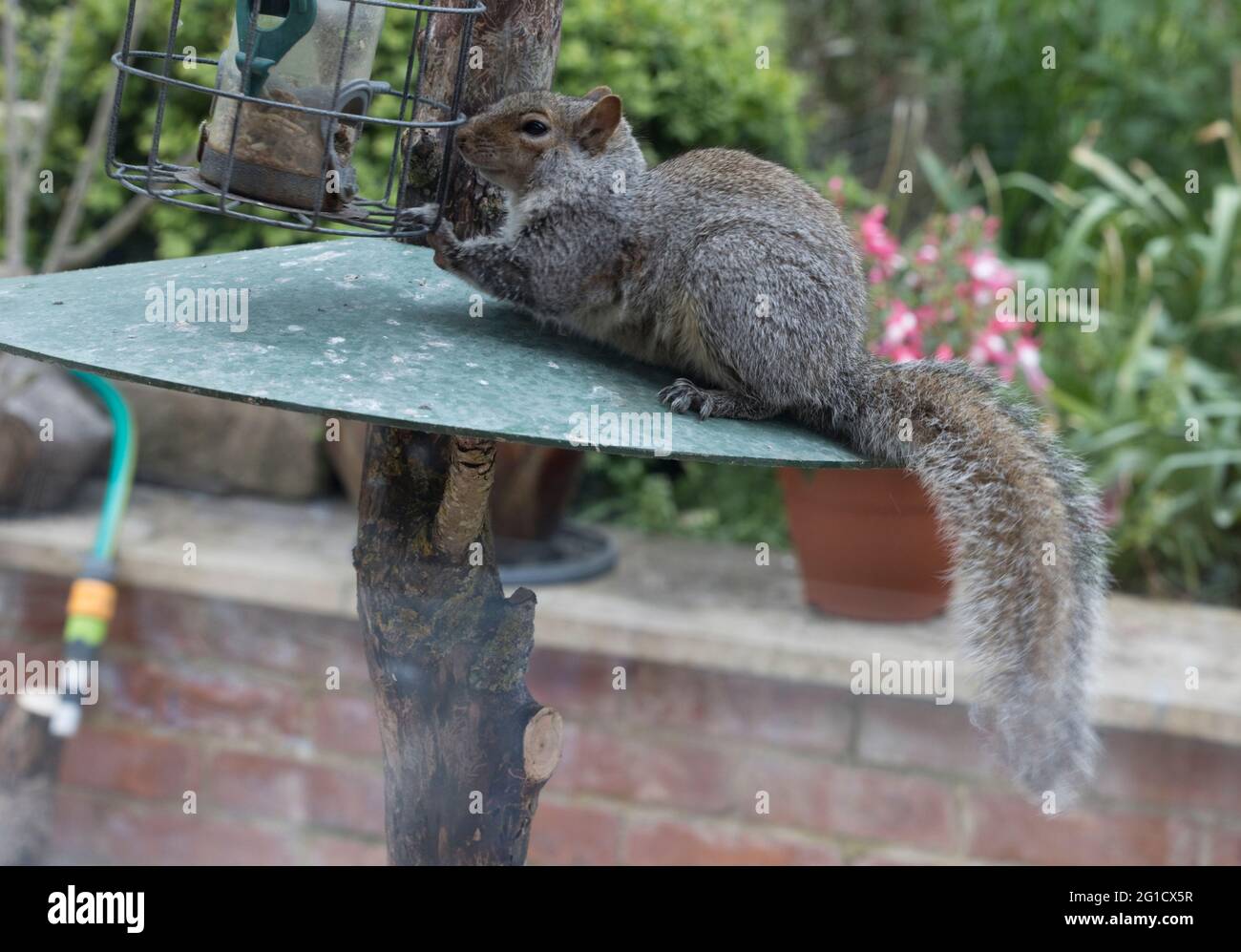 Grey squirrel robbing bird feeder hi-res stock photography and images ...