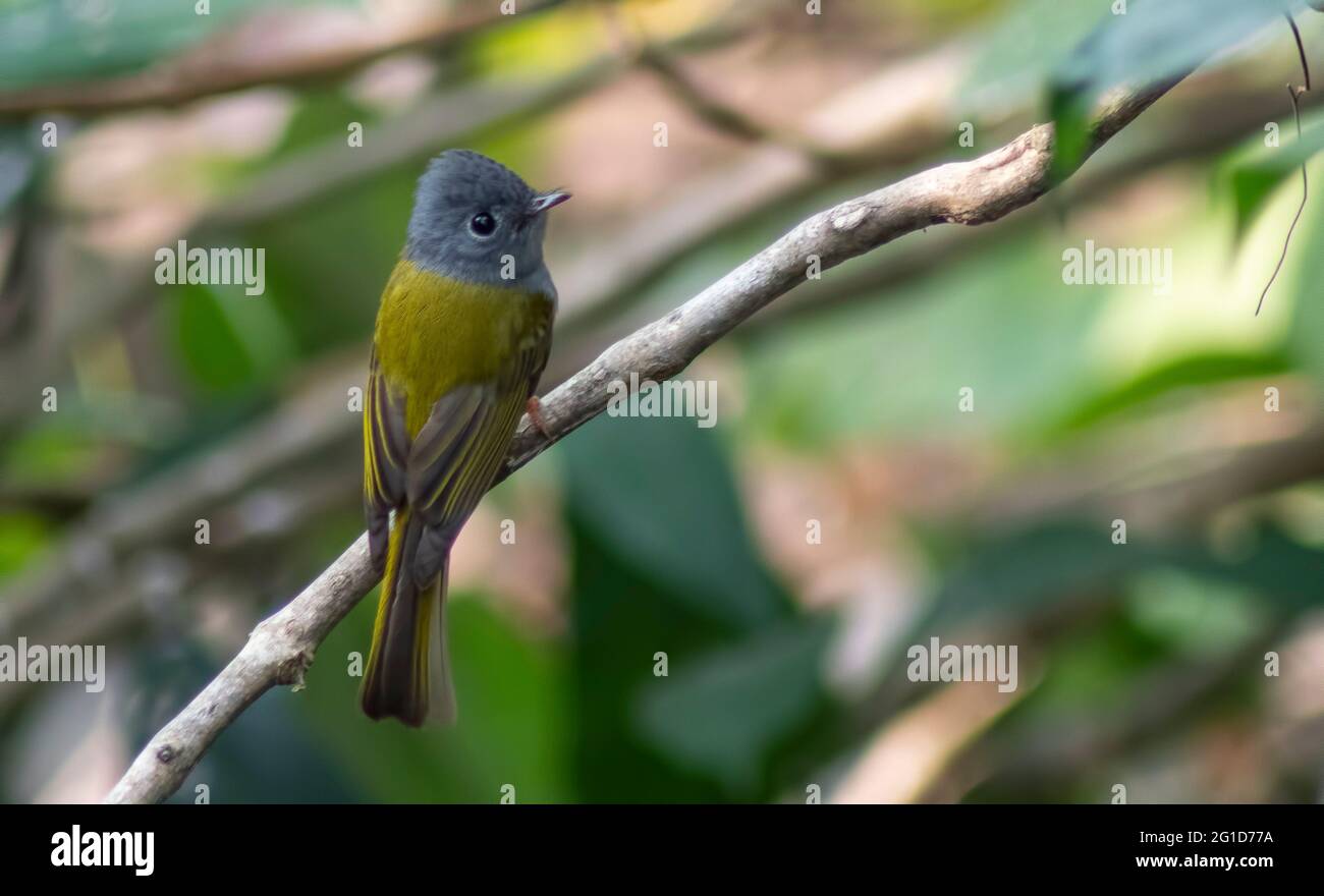 Grey headed canary flycatcher in Bhutan Stock Photo - Alamy