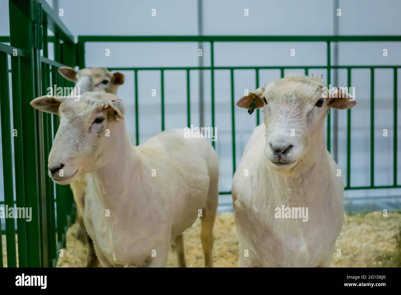 Flock of cute sheep at animal exhibition, trade show Stock Photo - Alamy