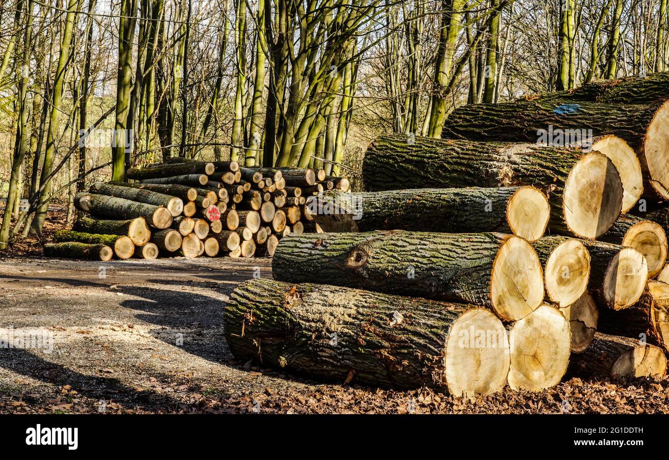 Rural landscape with stacks of cut lumber in a forest Stock Photo - Alamy
