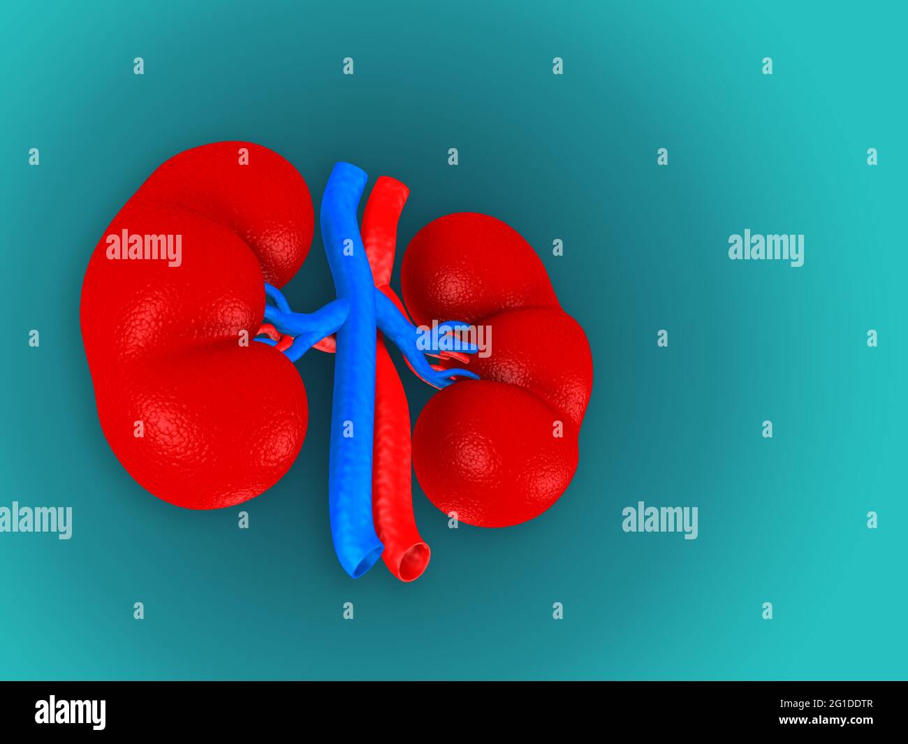 Digital illustration of kidney in blue colour background Stock Photo ...