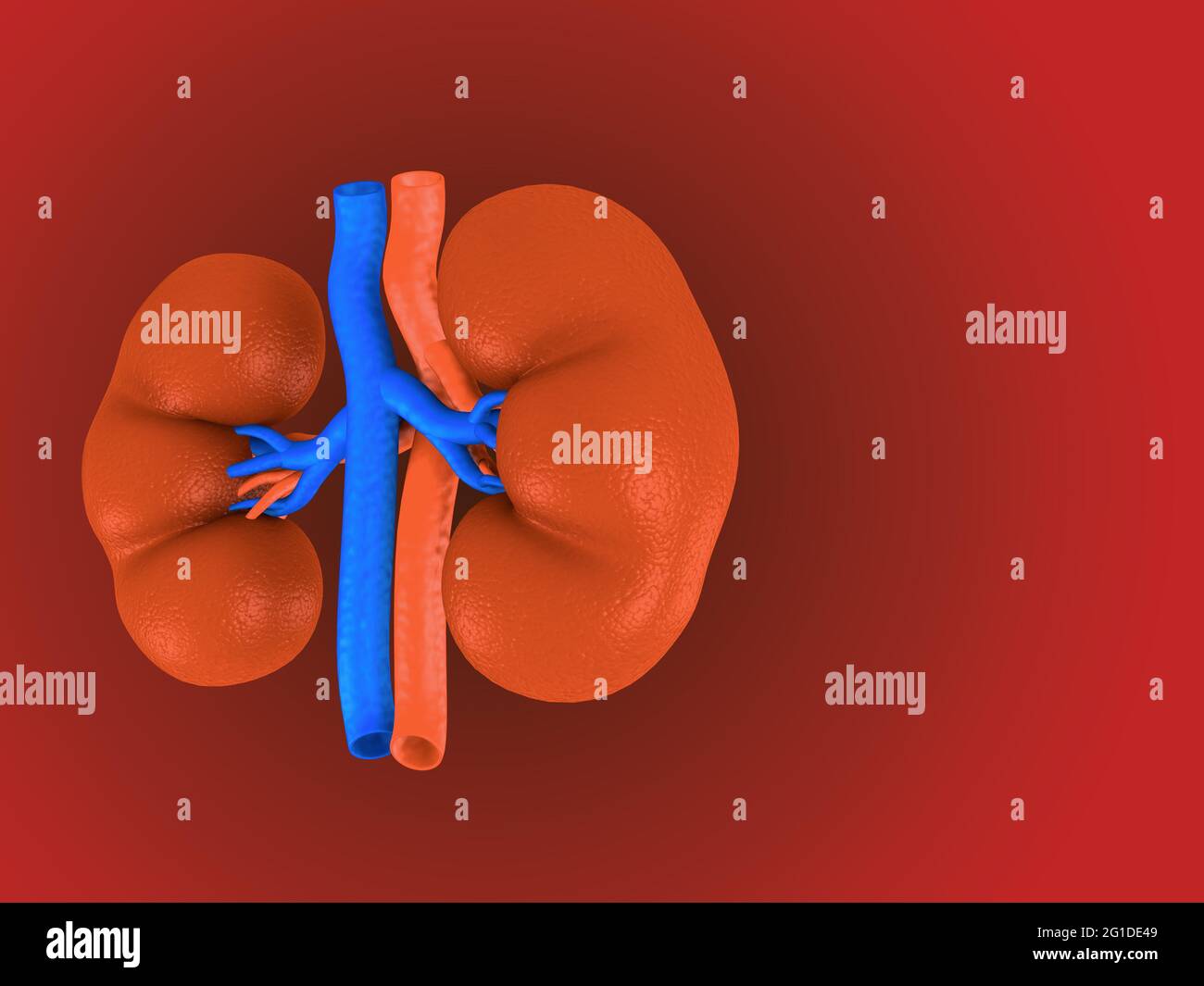 Digital illustration of kidney in colour background Stock Photo - Alamy