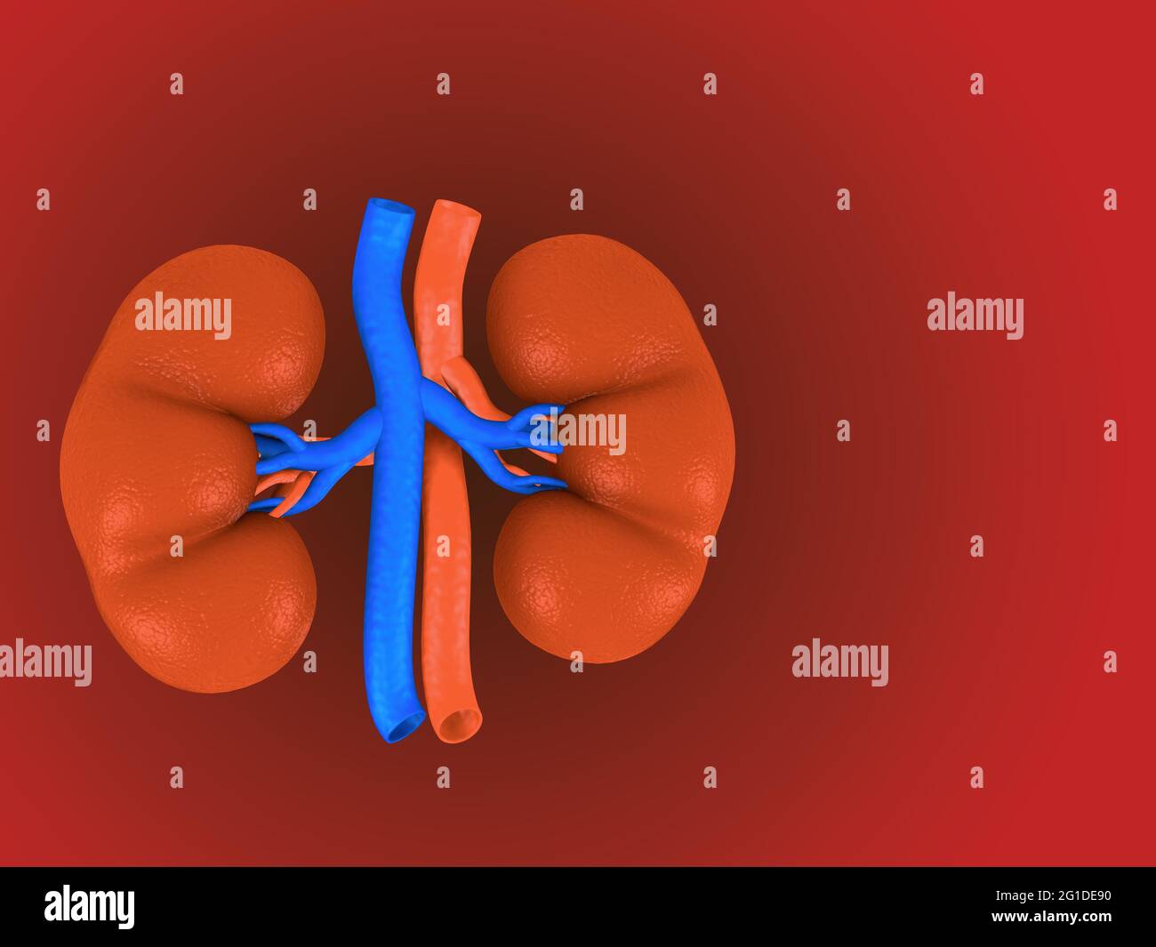 Digital illustration of kidney in colour background Stock Photo - Alamy