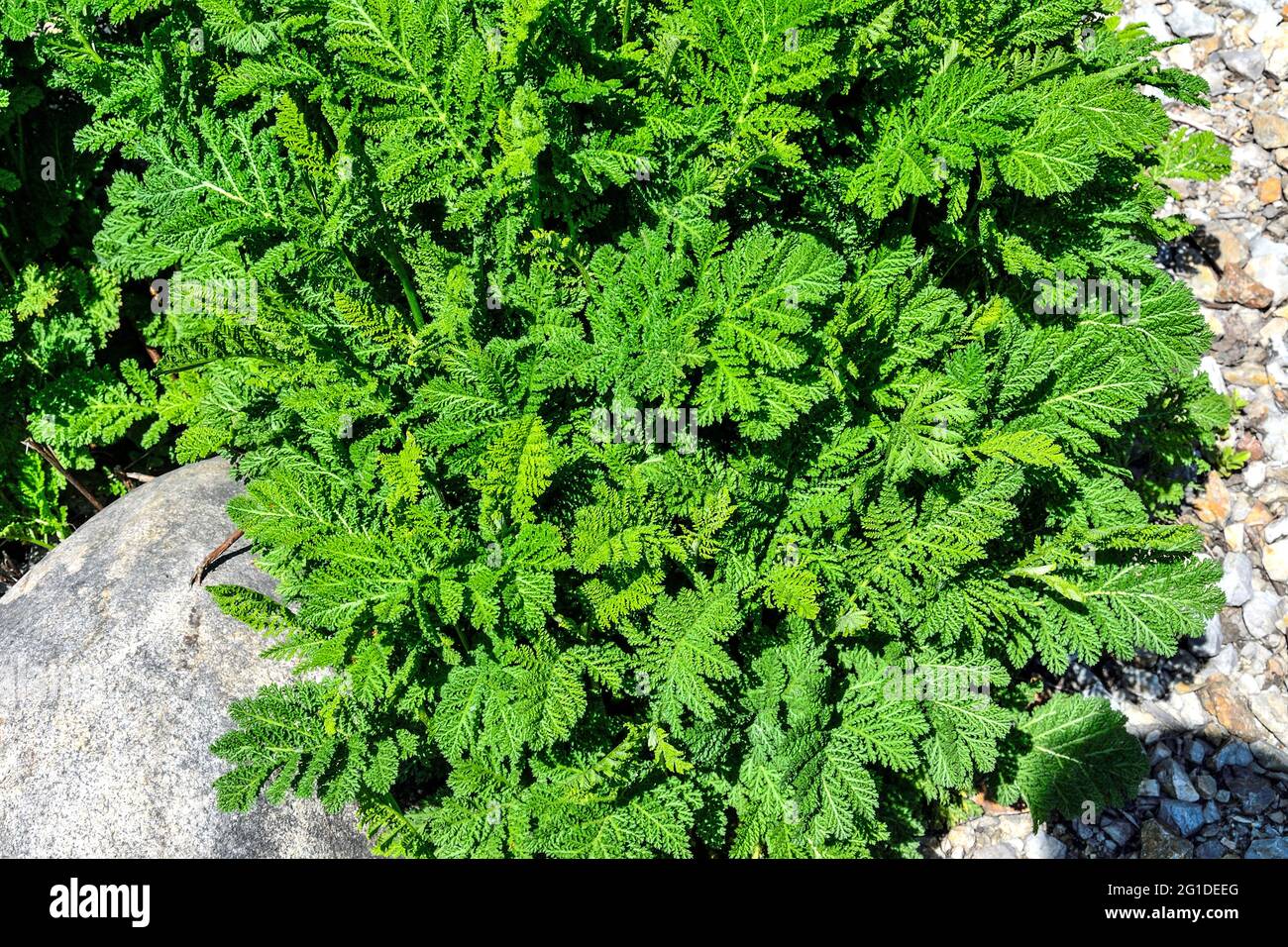 Curly tansy hi-res stock photography and images - Alamy