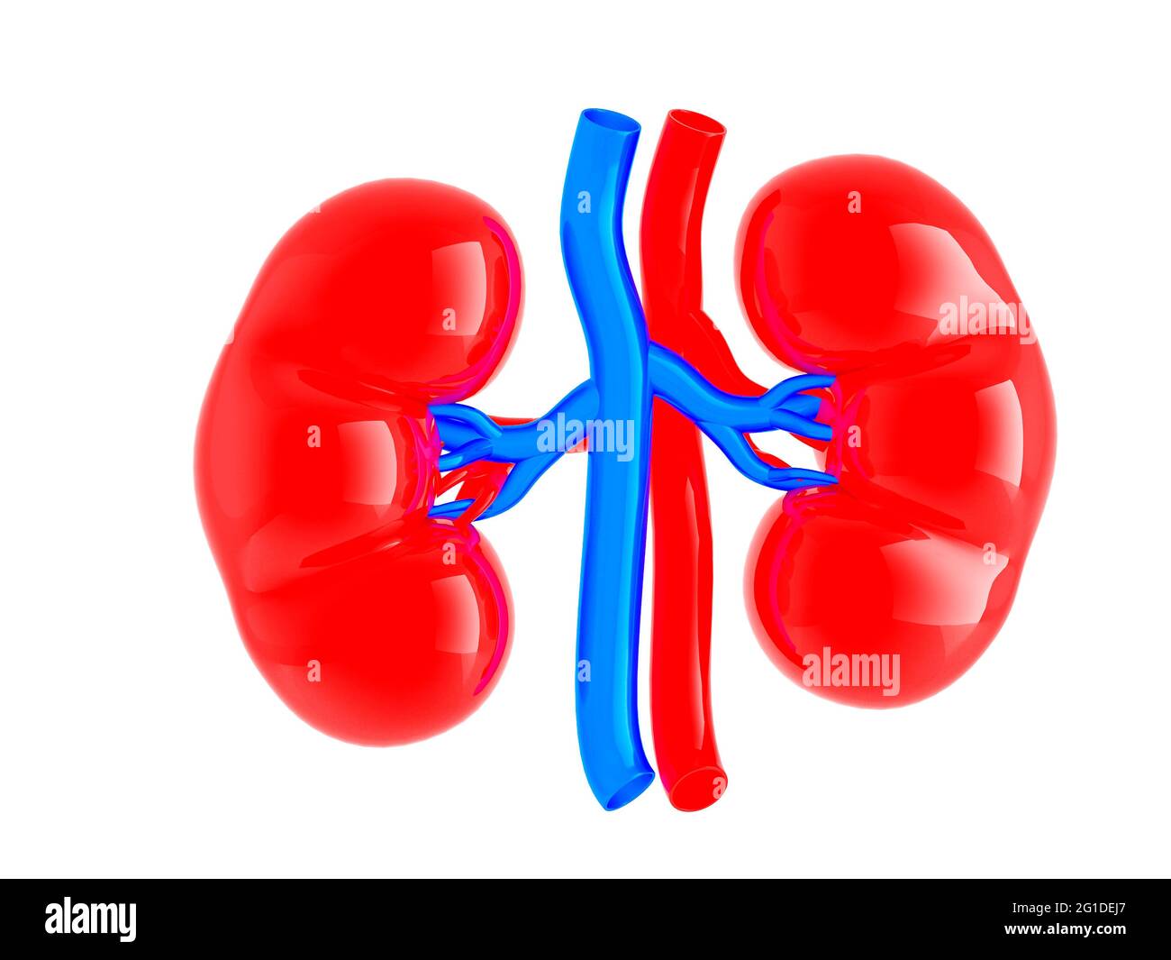 Digital illustration of kidney in white colour background Stock Photo ...