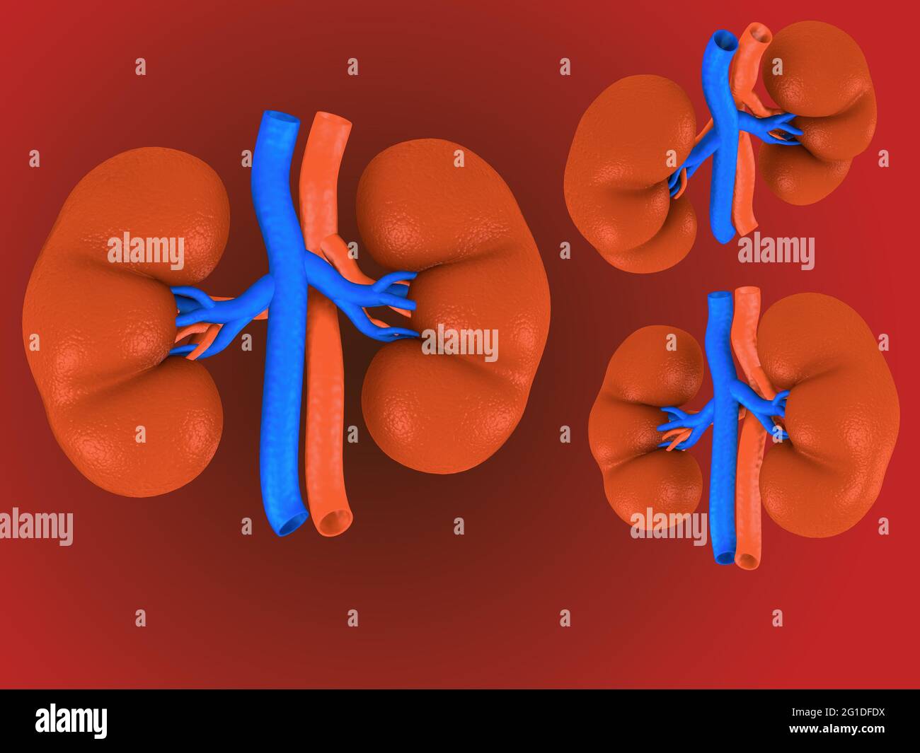 Digital illustration of kidney in colour background Stock Photo - Alamy
