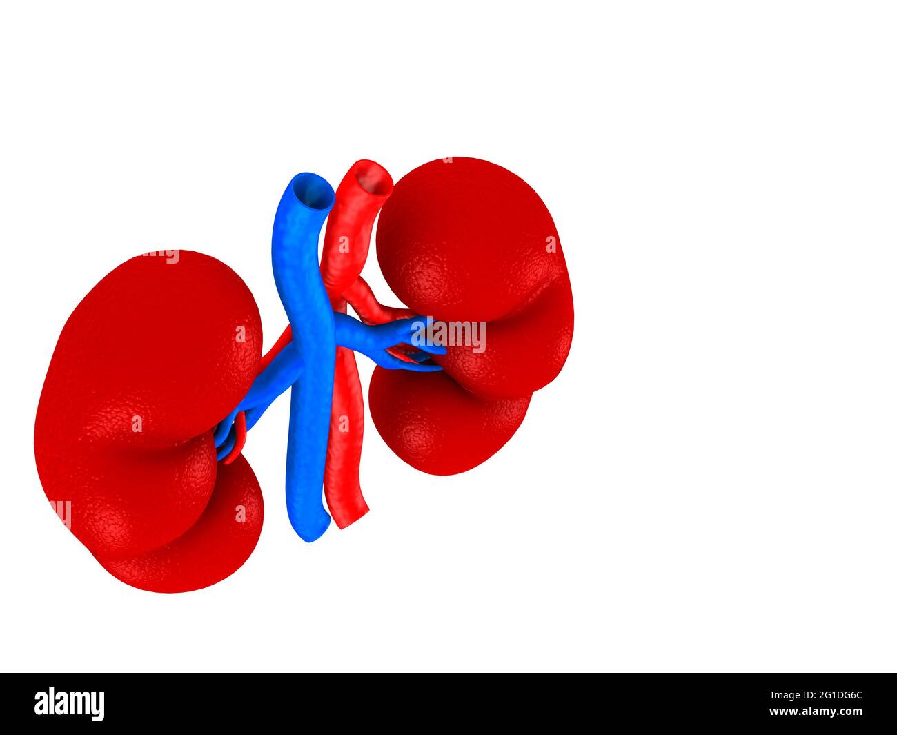 Digital illustration of kidney in white colour background Stock Photo ...