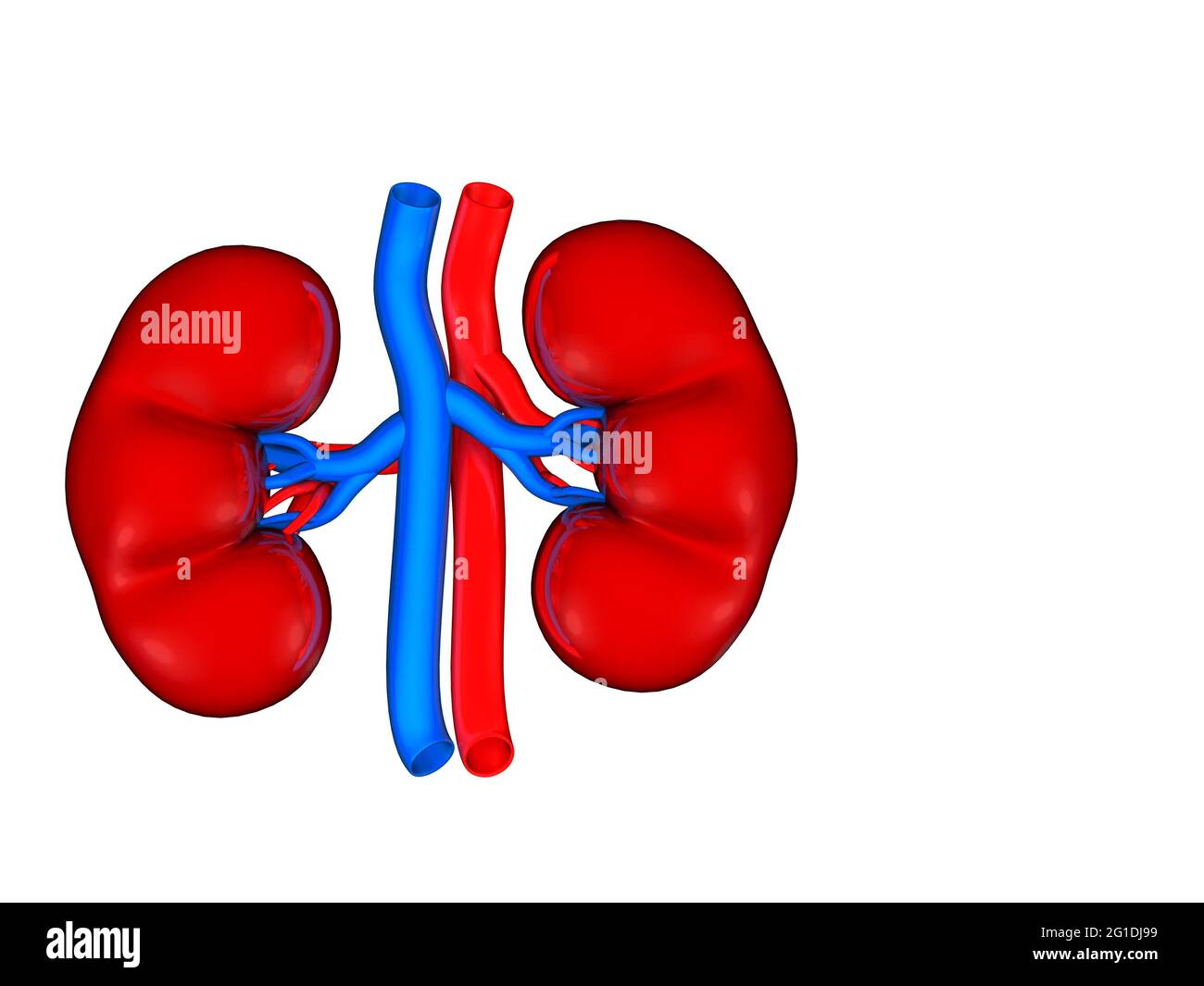 Digital illustration of kidney in white colour background Stock Photo ...
