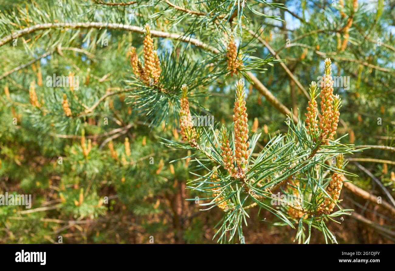 Close up picture of pine tree male pollen cones, selective focus Stock ...