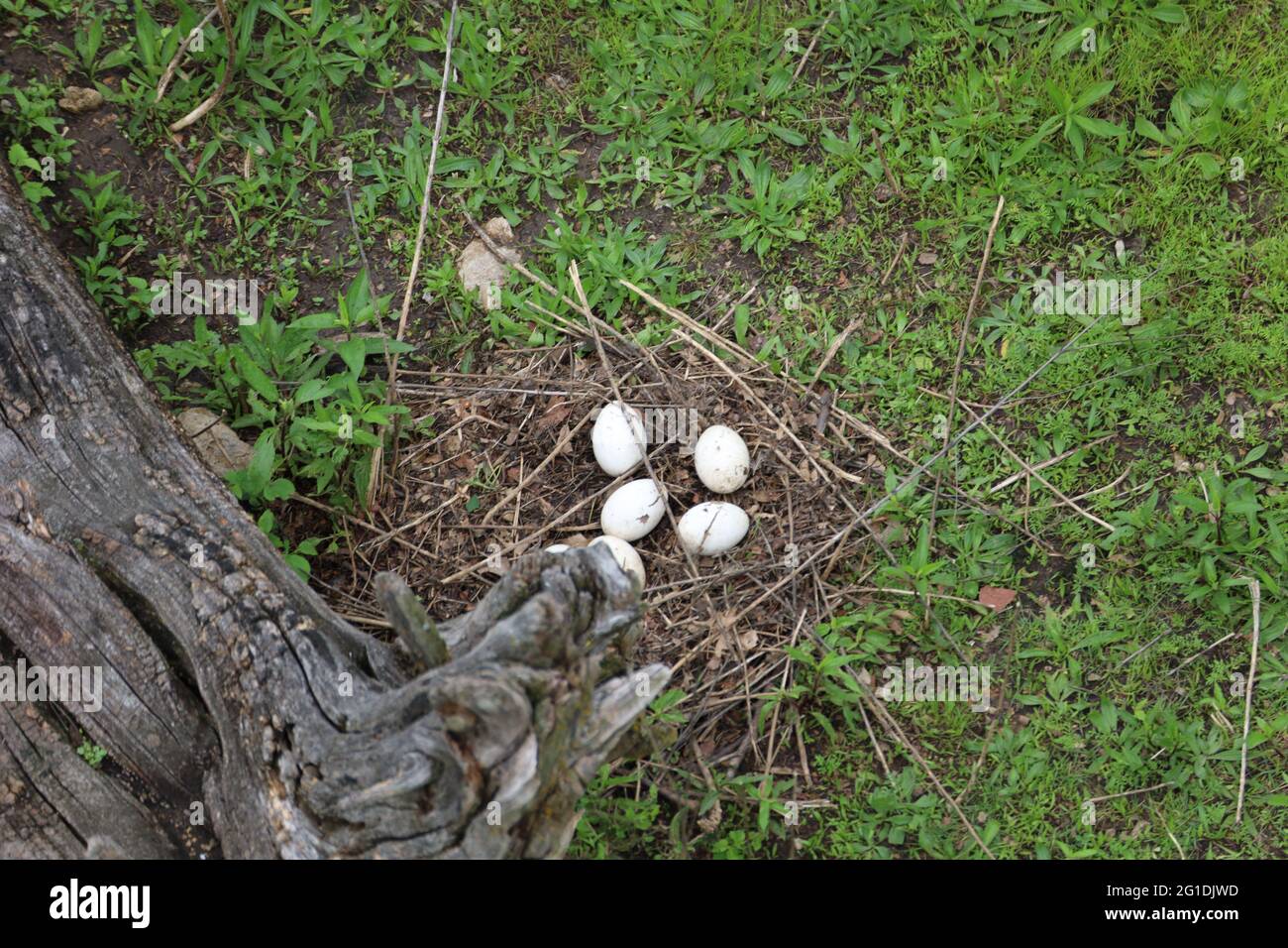 Kansas egg hi-res stock photography and images - Alamy