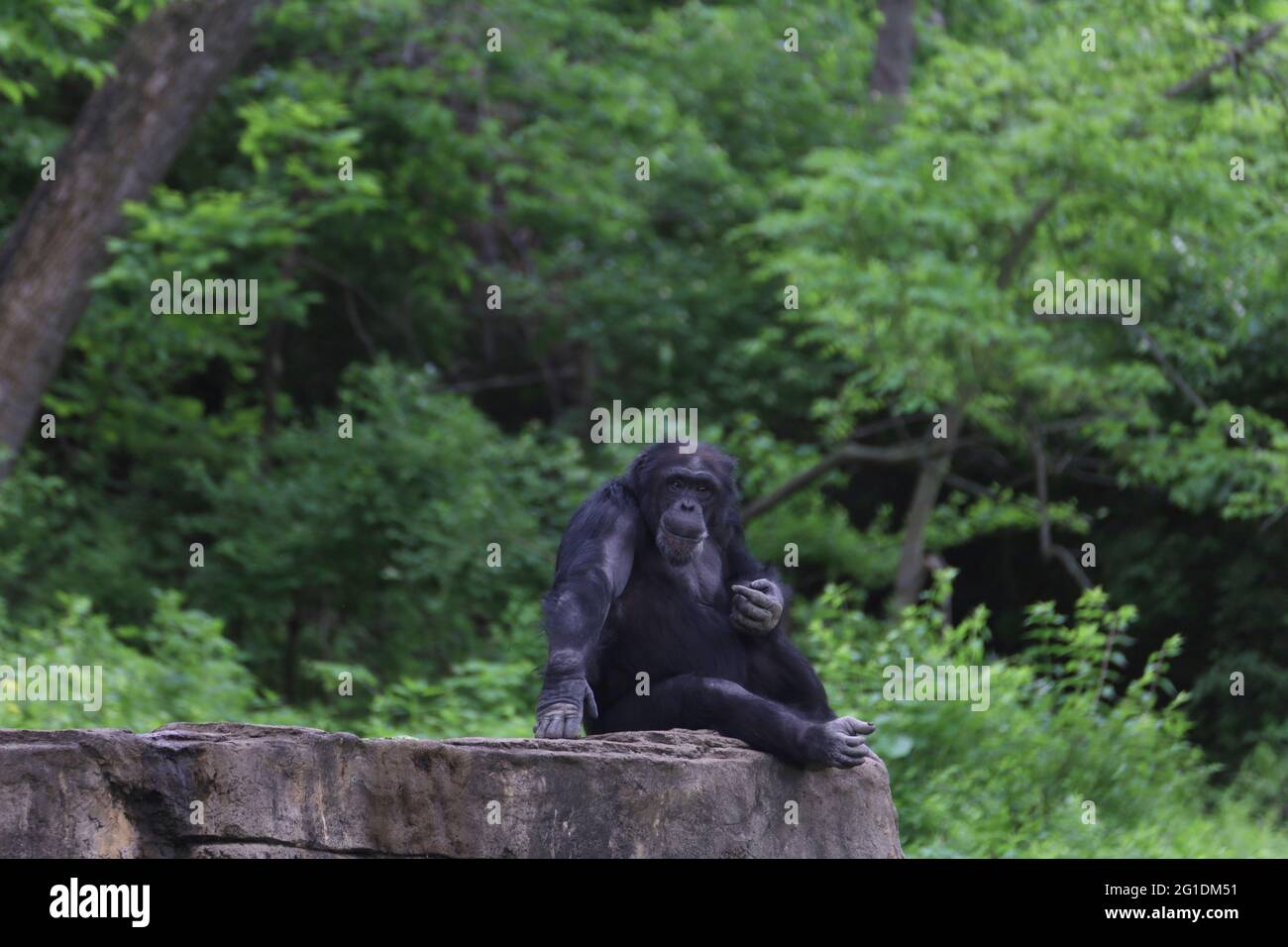 Chimpanzee resting on grass hi-res stock photography and images - Alamy