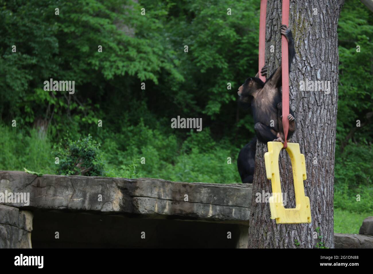 Black monkey chilling at a zoo in Kansas, Missouri Stock Photo - Alamy