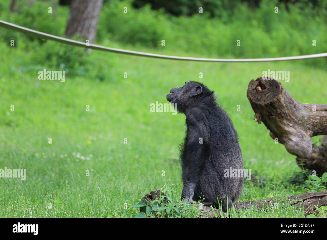 Black monkey chilling at a zoo in Kansas, Missouri Stock Photo - Alamy