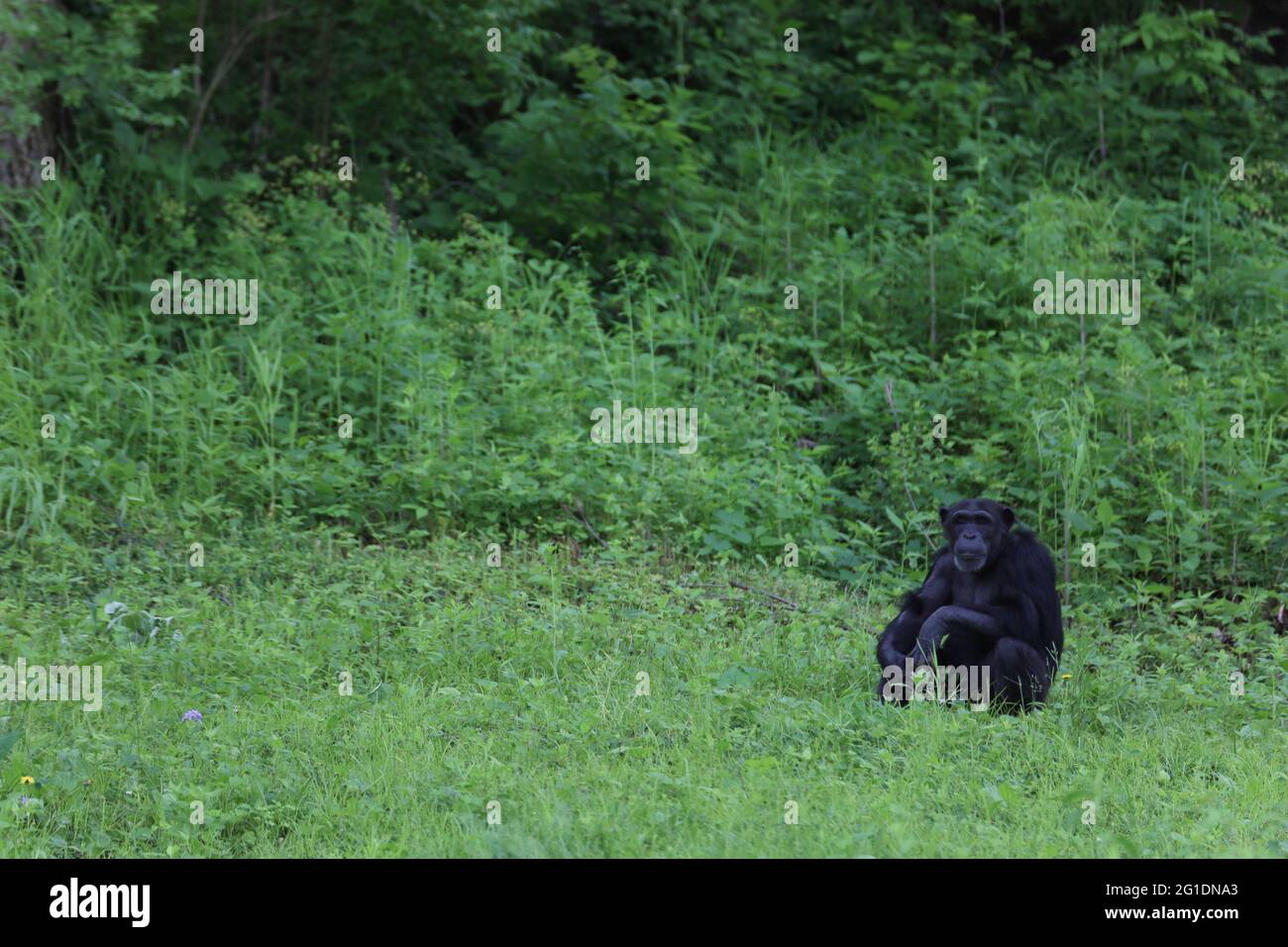 Chimpanzee resting on grass hi-res stock photography and images - Alamy