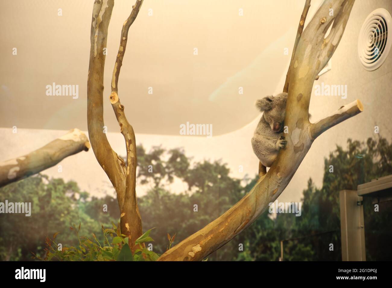 Wild koala on a tree branch at a zoo in Kansas, Missouri Stock Photo ...