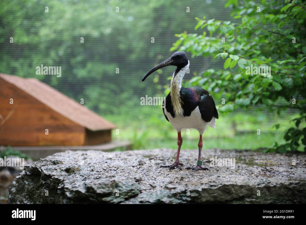 Common ibis perched on a rock in a zoo in MO Stock Photo - Alamy