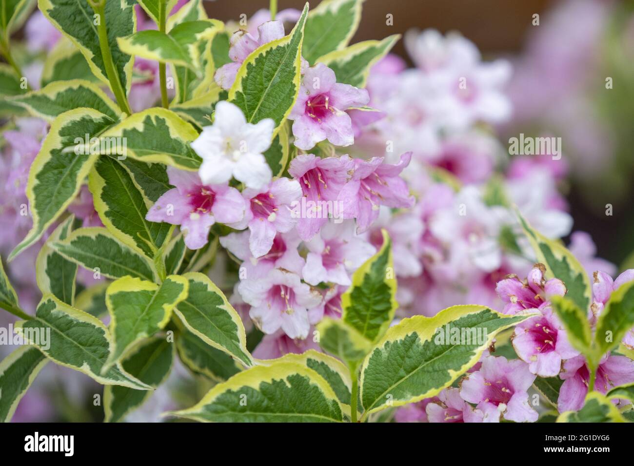 Weigel flowers hi-res stock photography and images - Alamy