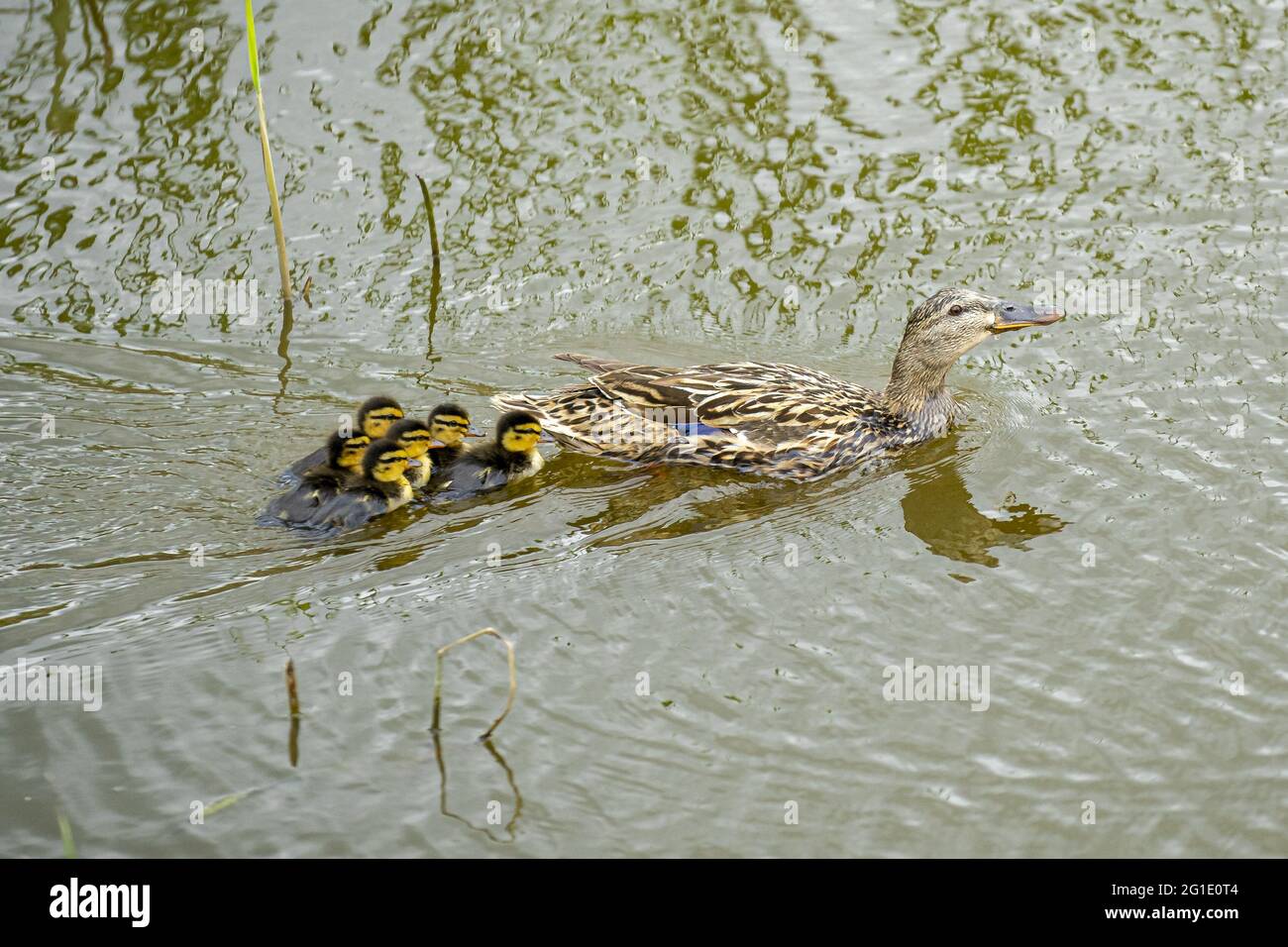 Duck with its chickens in swimming the water Stock Photo - Alamy