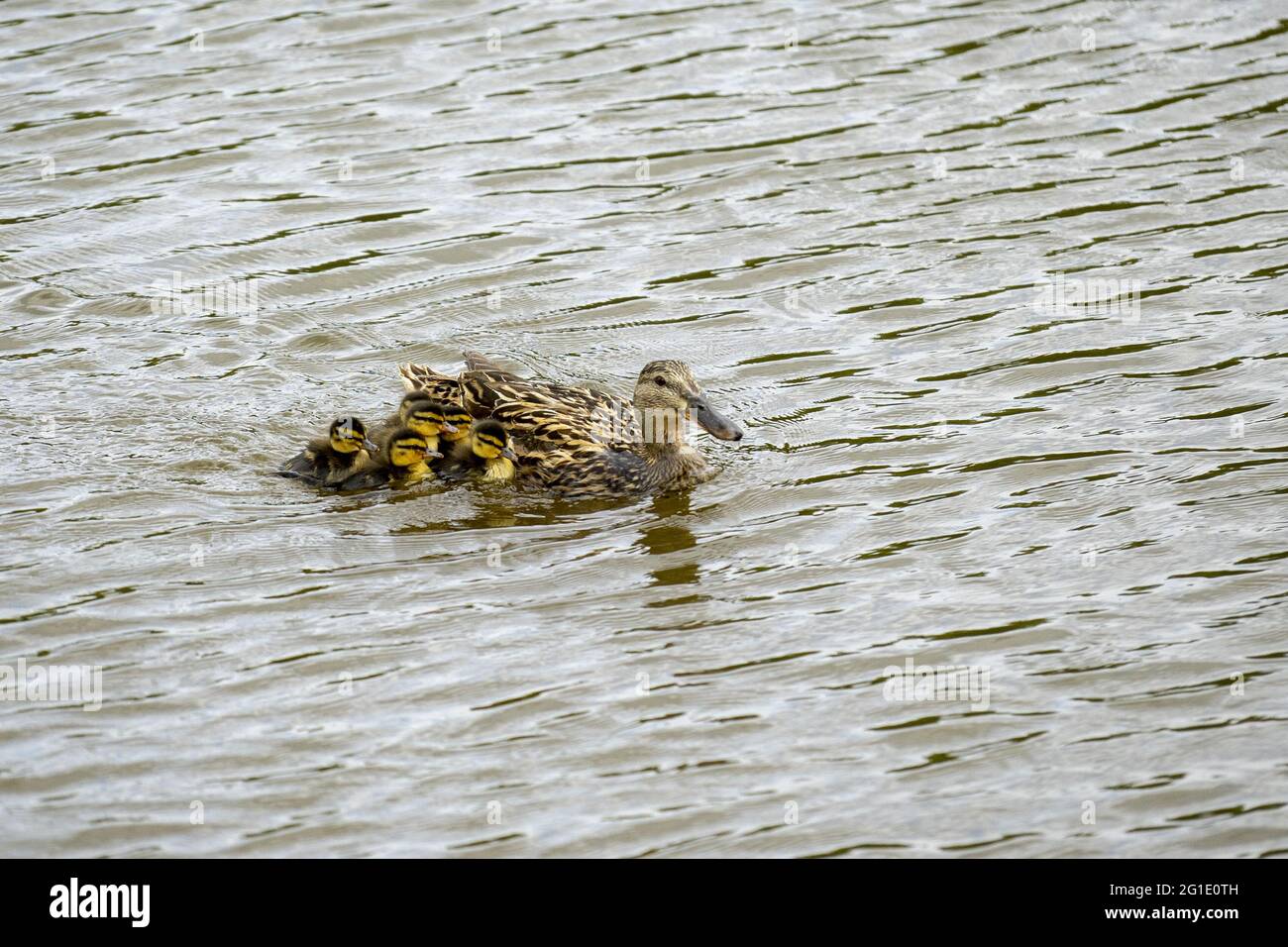 Duck chickens hi-res stock photography and images - Alamy