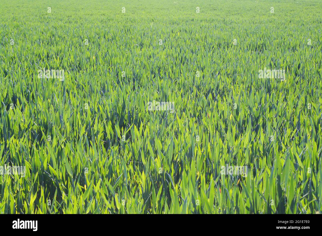 Wheat field young crop landscape hi-res stock photography and images ...