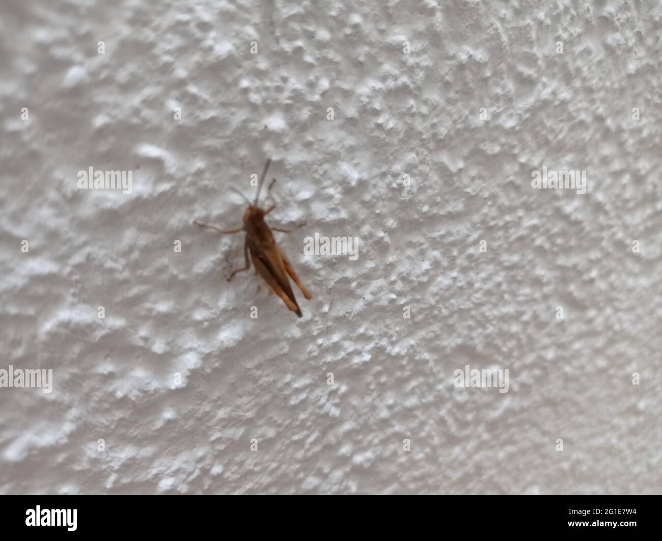Mini cricket hi-res stock photography and images - Alamy