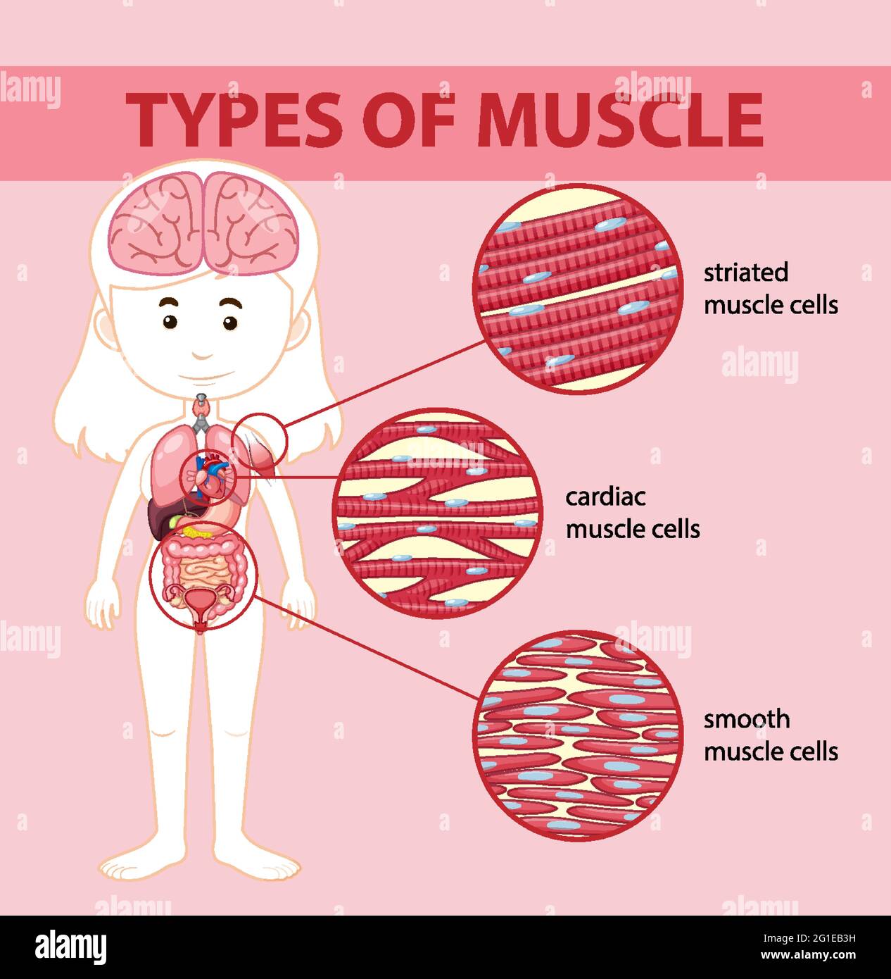 Types of muscle cell diagram illustration Stock Vector Image & Art - Alamy
