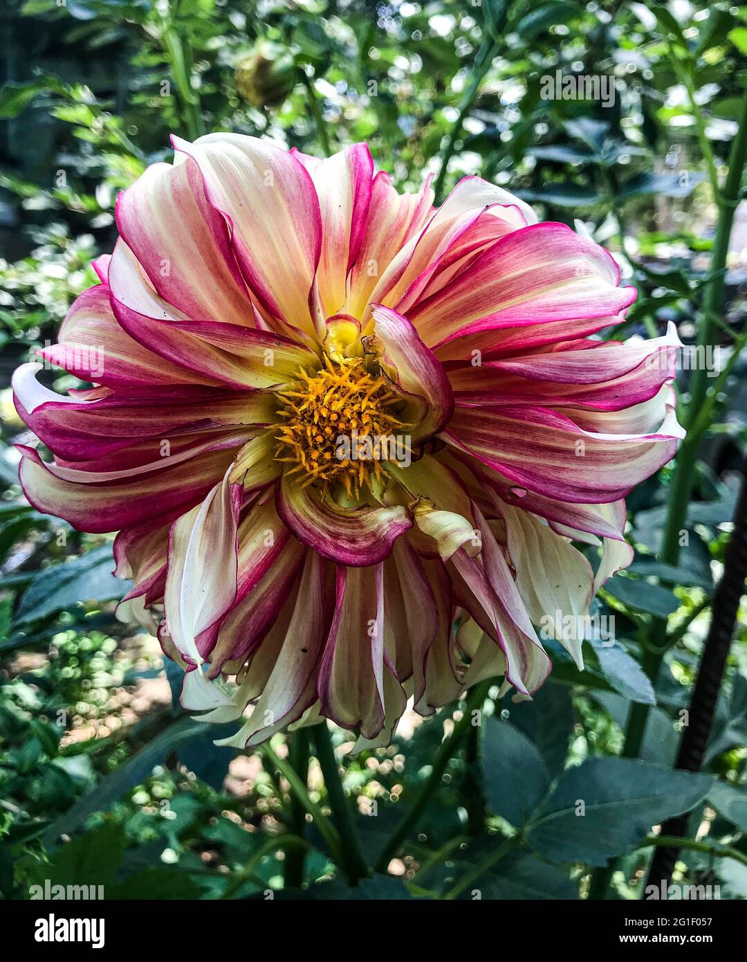 A flower-flowering close-up. An old flower. Ugly flower Stock Photo - Alamy