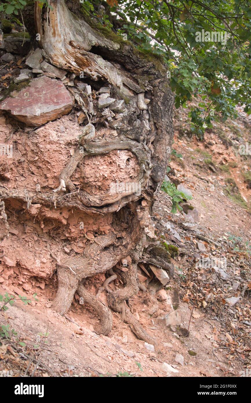 Dirt eroding to show tree roots in the ground on a hiking path in ...