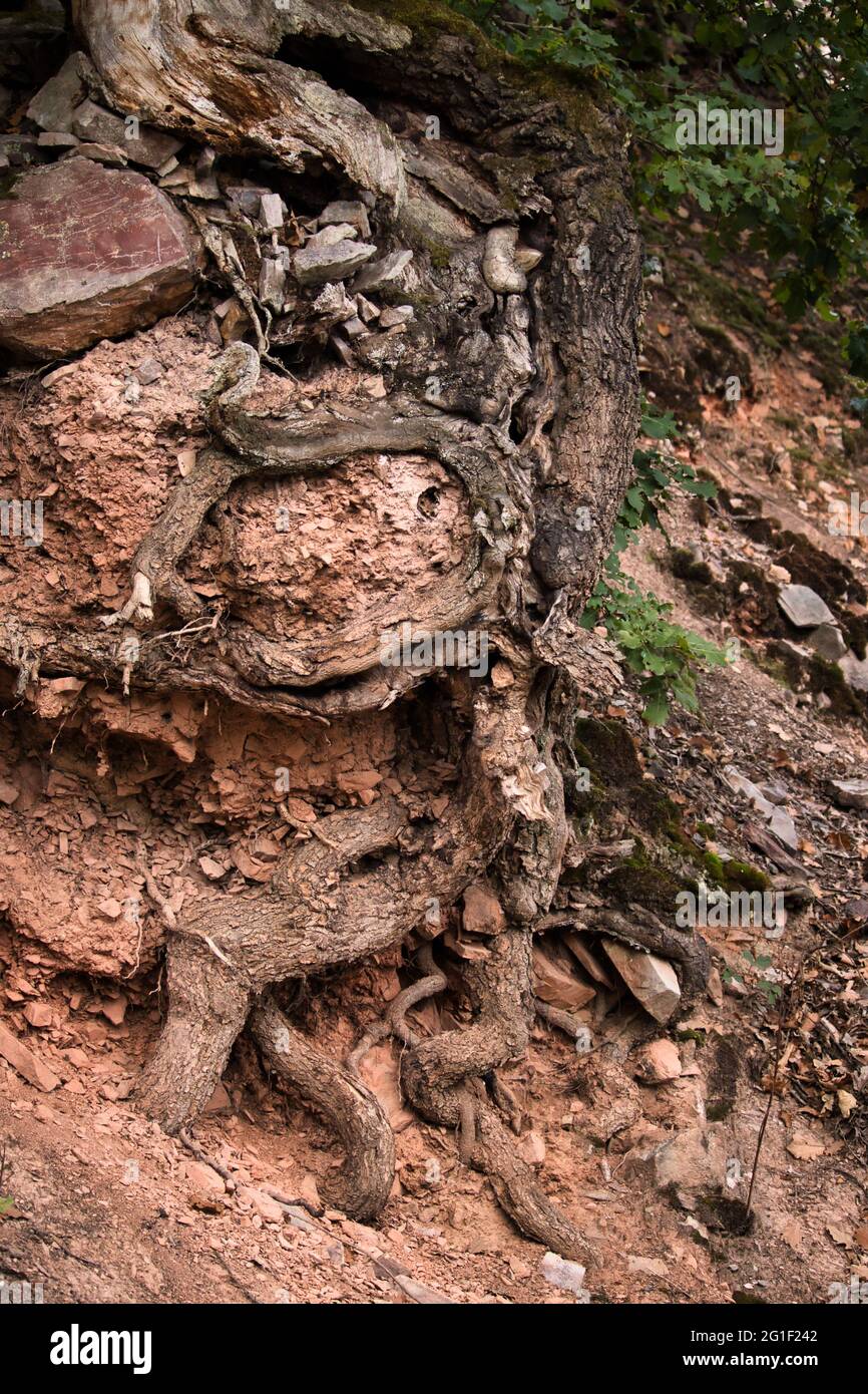 Erosion exposing tree roots on a hiking trail near the Rhein river in ...