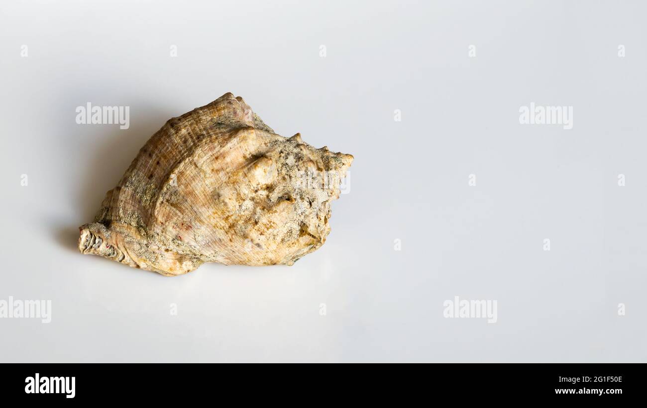 Seashell on a light background close up Stock Photo - Alamy