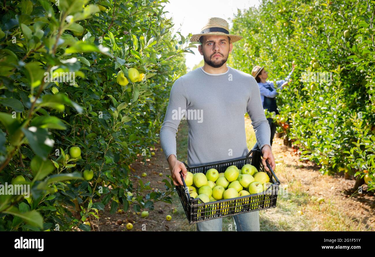 Man carries box of ripe apples. Woman picks apples from an apple tree ...