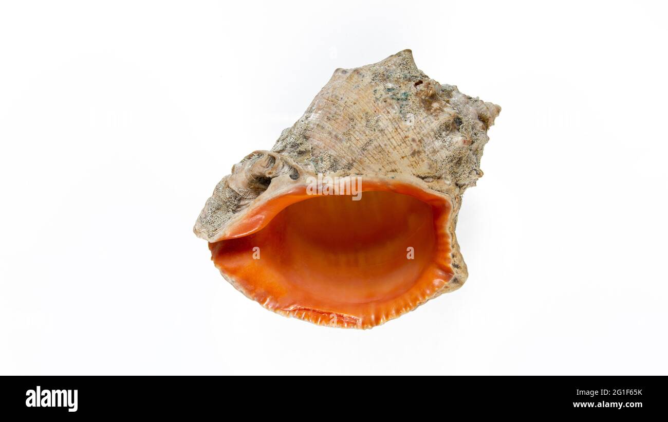 Isolated seashell on white background - top view Stock Photo - Alamy