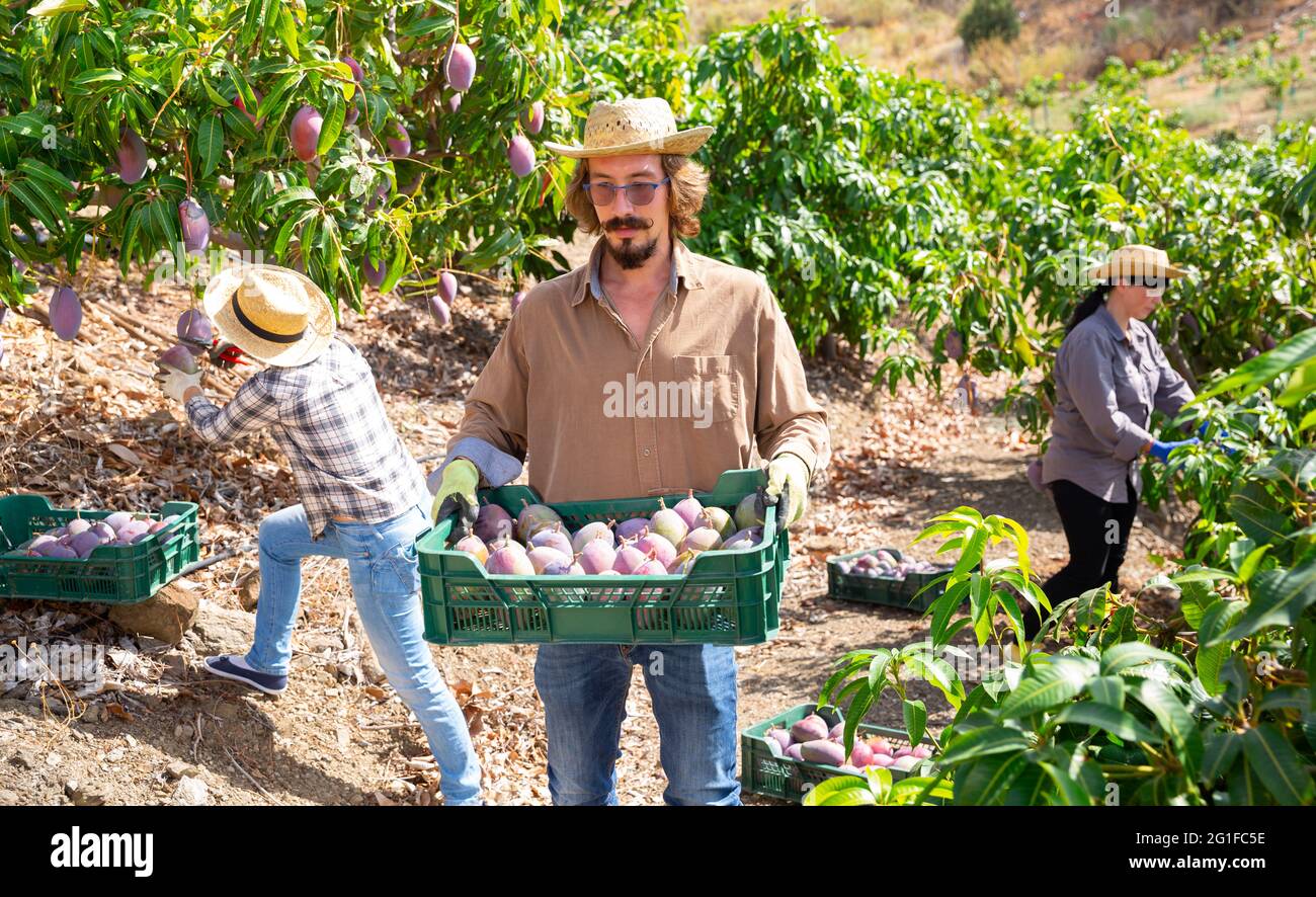 Farmer carrying box with harvested ripe mangoes in orchard Stock Photo ...