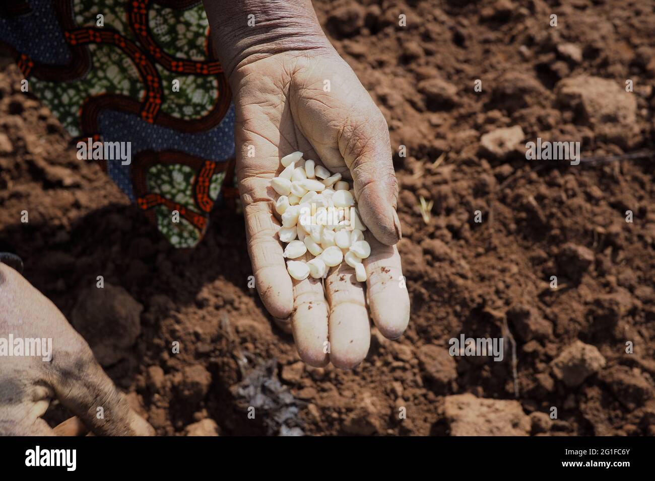 African woman's hand, planting corn in a field Stock Photo - Alamy
