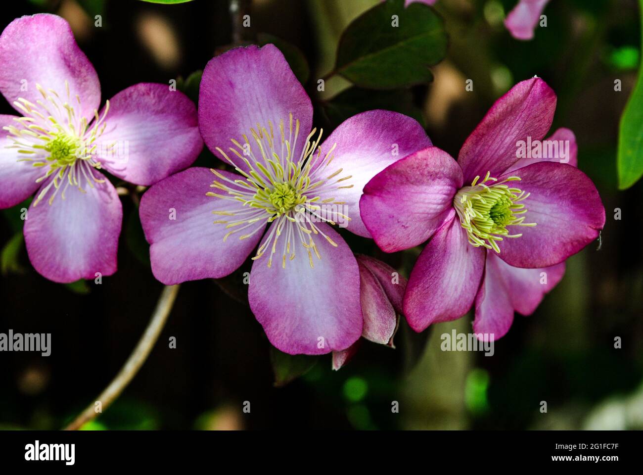 Bright pink flower with yellow centre hi-res stock photography and ...
