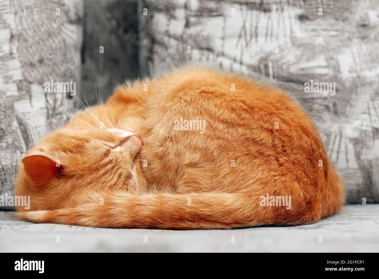 Curled up into a ball hi-res stock photography and images - Alamy