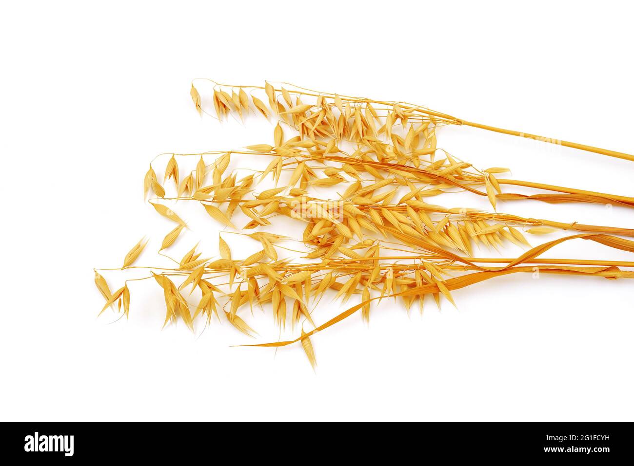 oat ears isolated on white background Stock Photo - Alamy