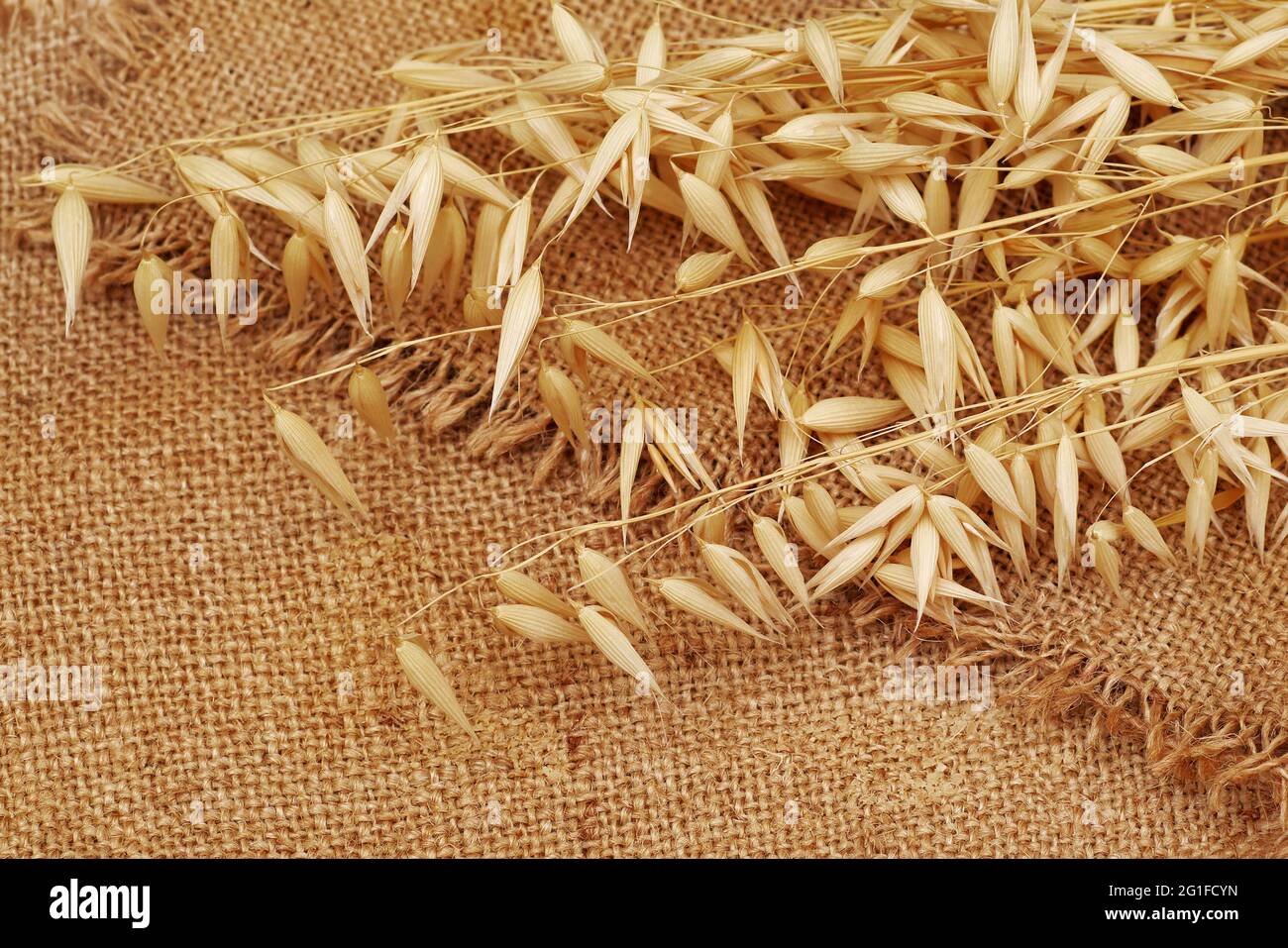 top view of oat ears on sackcloth background Stock Photo - Alamy