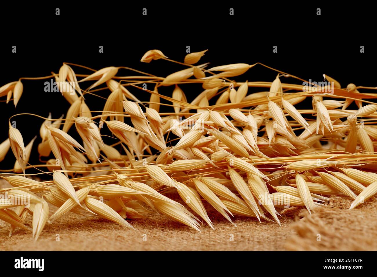 oat ears on sackcloth against black background Stock Photo - Alamy