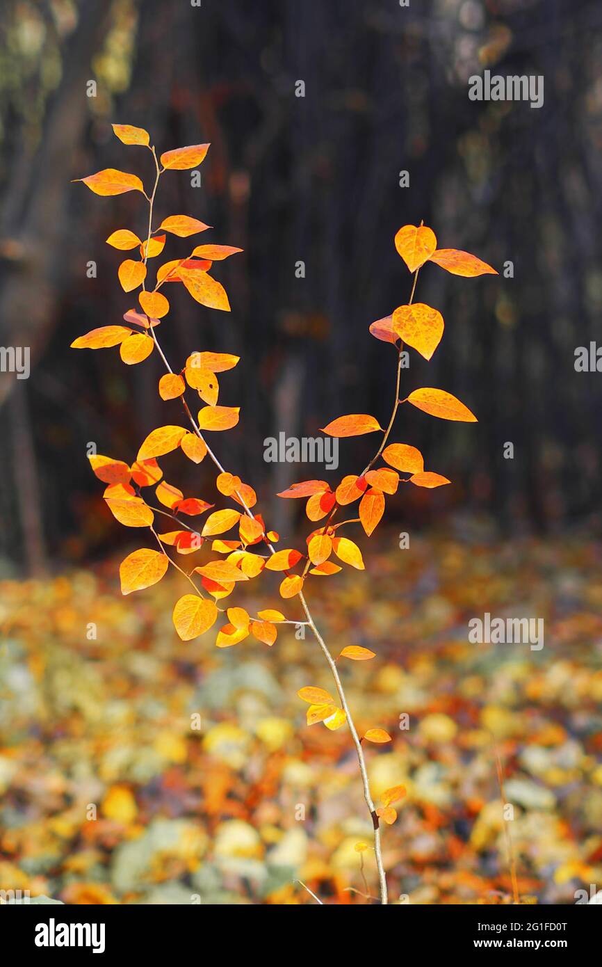 Orange sapling hi-res stock photography and images - Alamy
