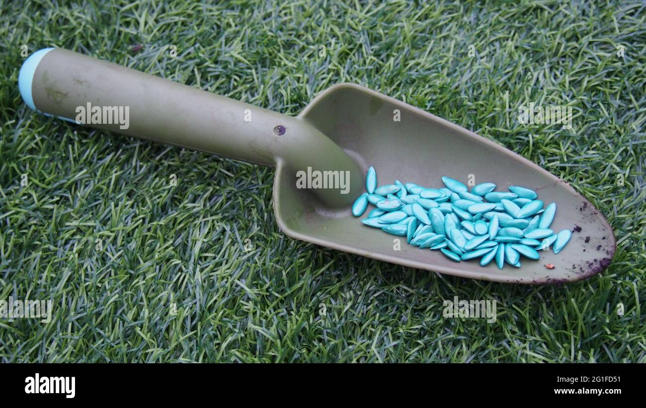 Closeup shot of a small plastic shovel with blue seeds Stock Photo - Alamy