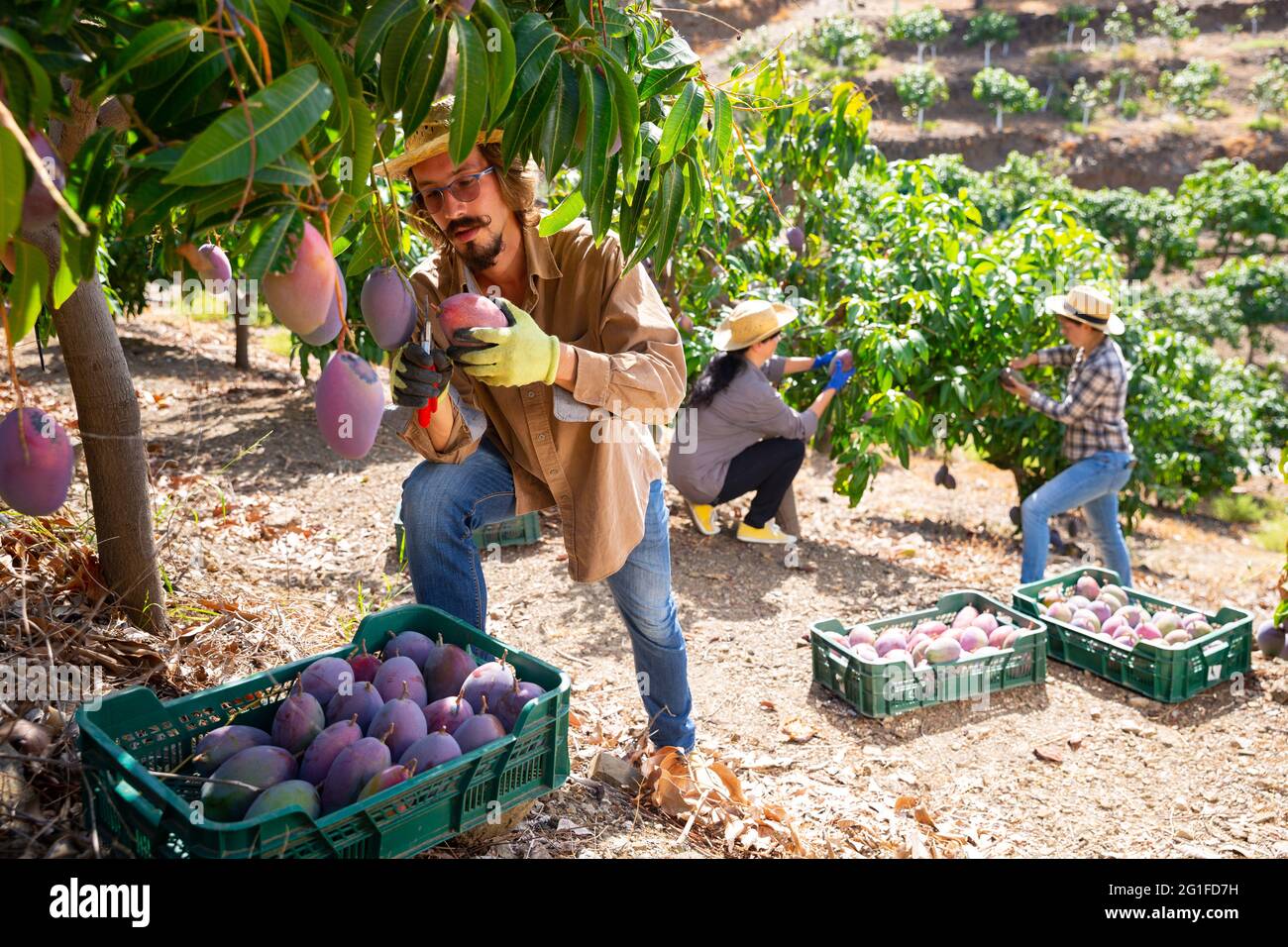 Gardener gathering crop of ripe mango fruits in orchard Stock Photo - Alamy
