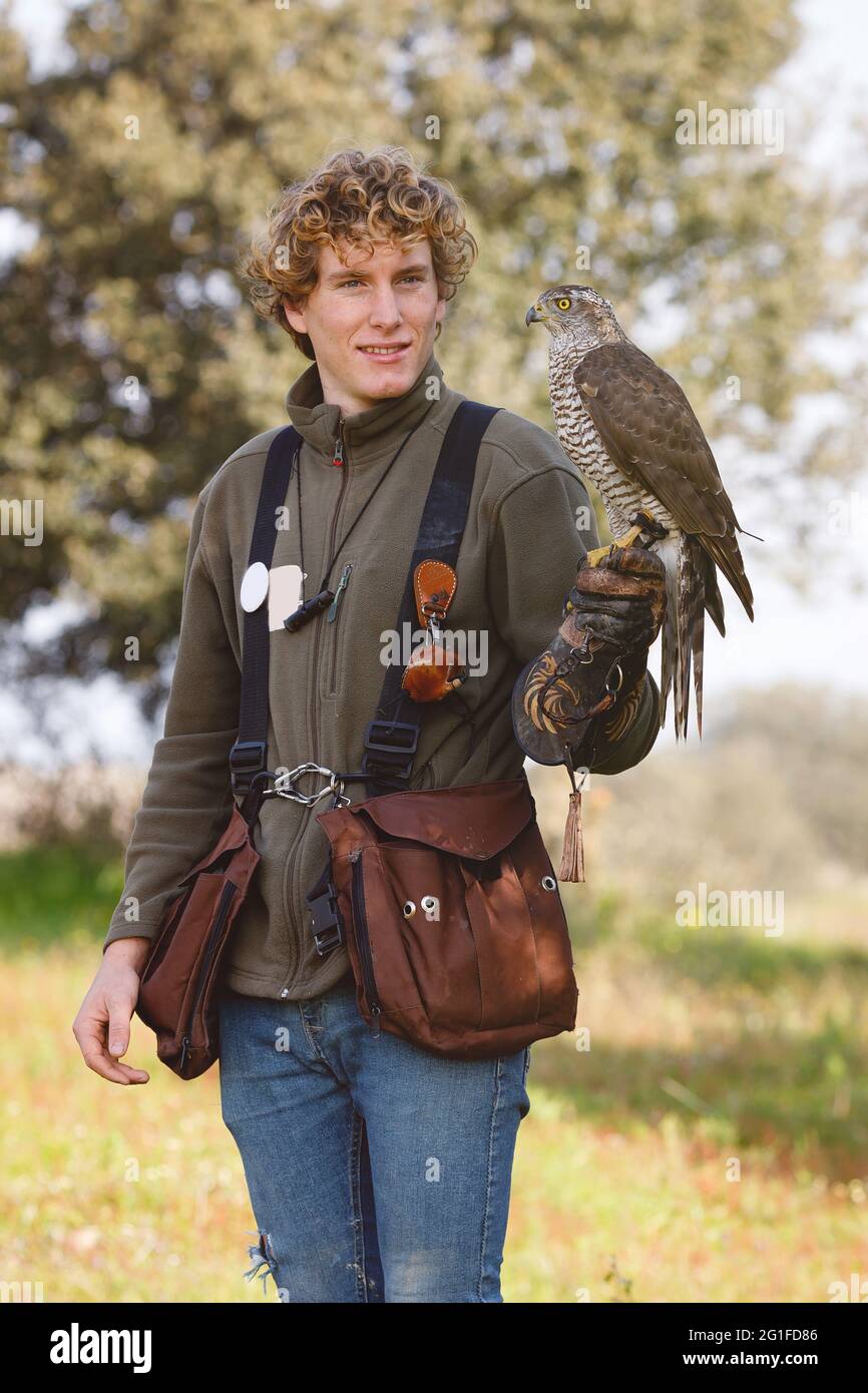 Young guy practicing falconry with a beautiful specimen of goshawk ...