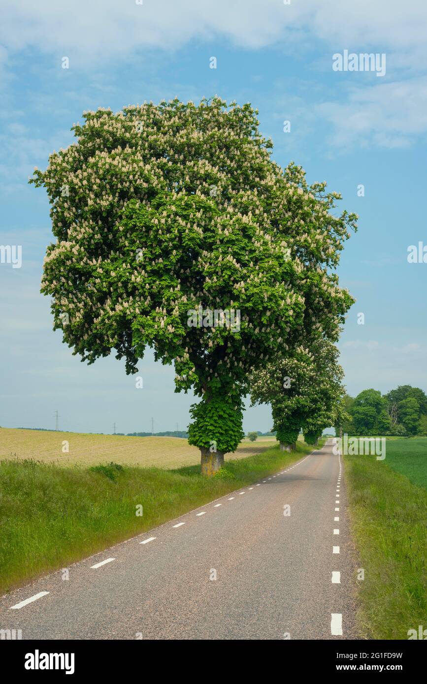 Flowering chestnut trees at country road among farming fields at ...
