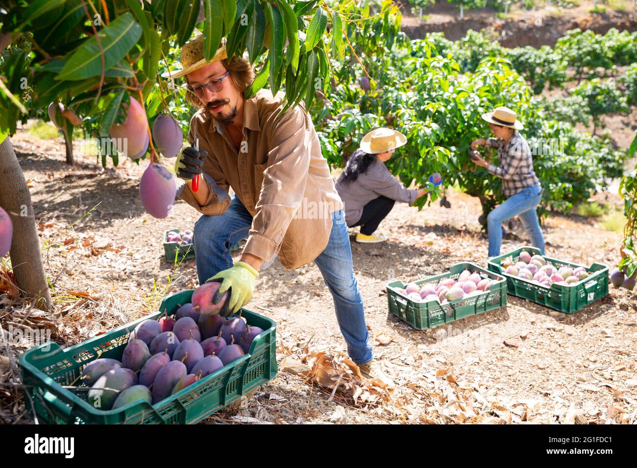 Farmer harvesting mangoes in hi-res stock photography and images - Alamy