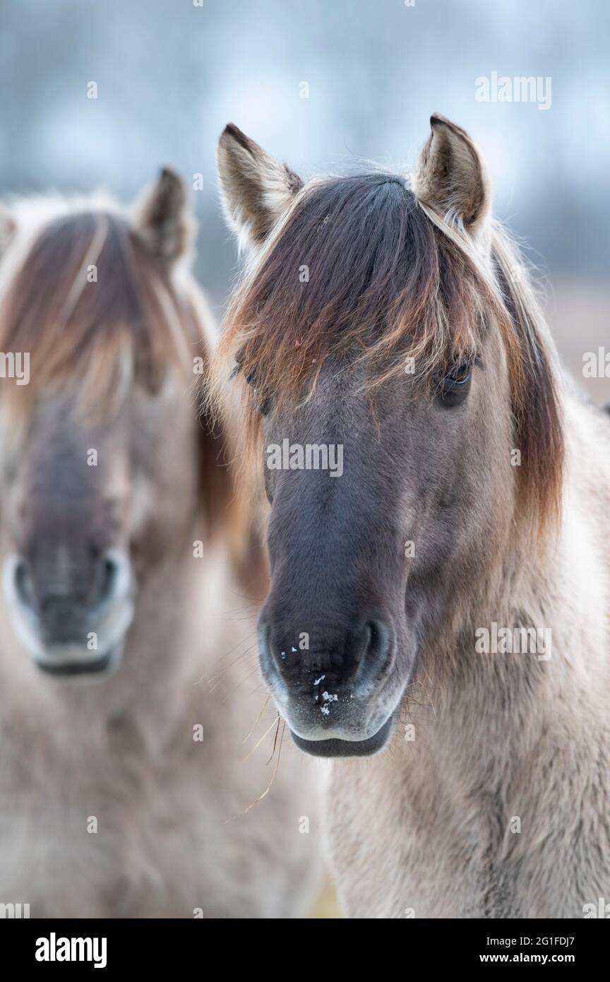 Konik, Konik horse, Konik pony (Equus caballus gemelli), portrait ...